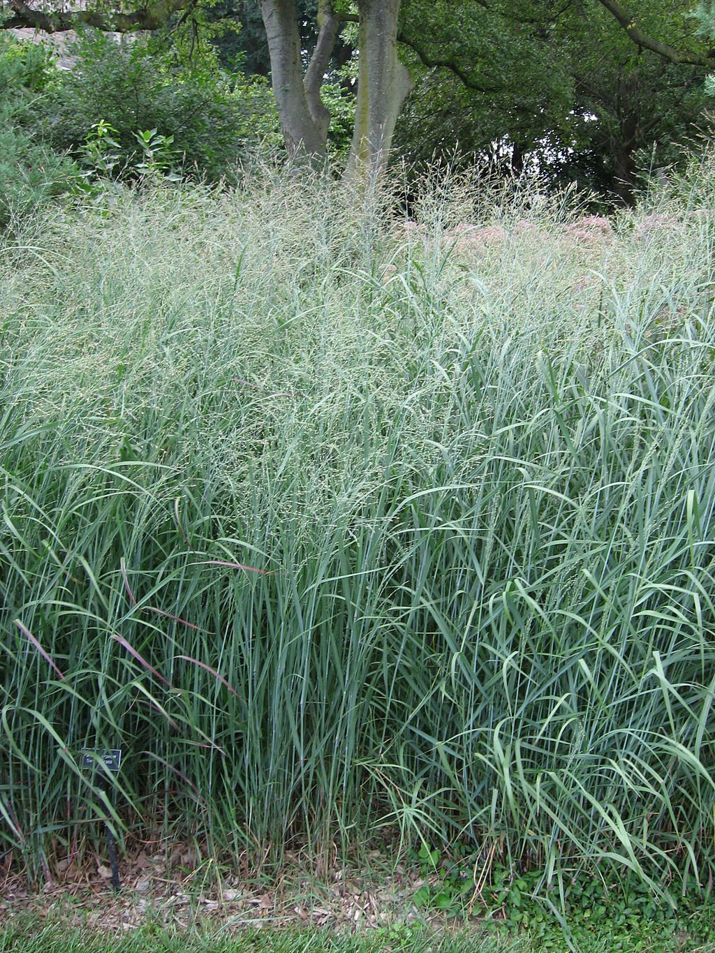 6 Best Ornamental Grasses For Commercial Landscapes In Ohio